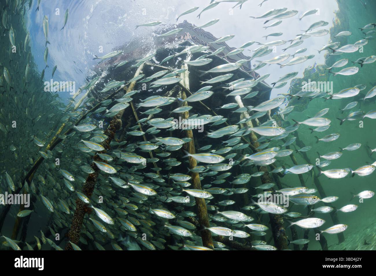 Shoal of yellow-striped herring mackerel in the lagoon of Ahe Island ...