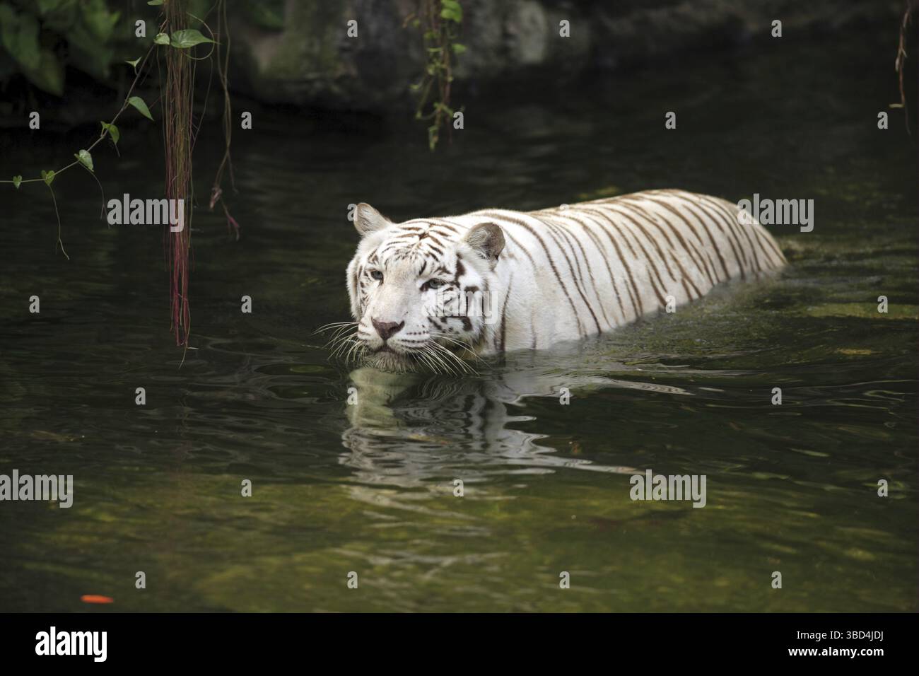 White Indian Tiger (Panthera tigris tigris), adult, in water Stock ...
