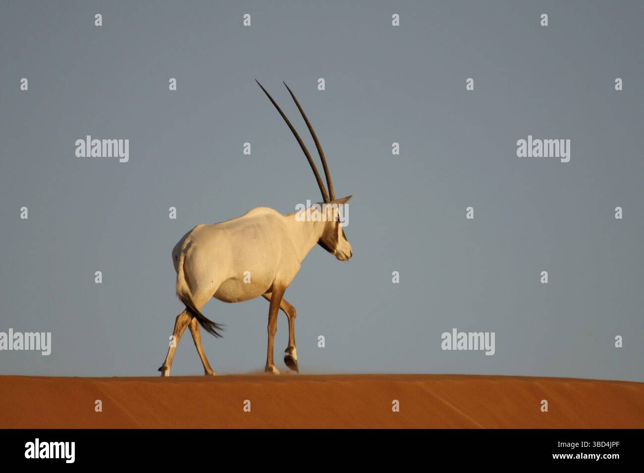 Al maha island hi-res stock photography and images - Alamy