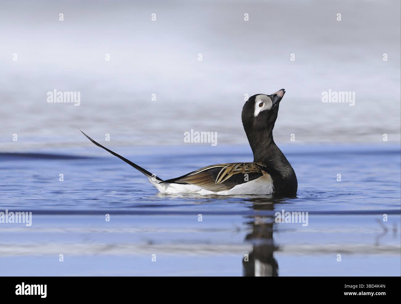 Long tailed duck display hi-res stock photography and images - Alamy