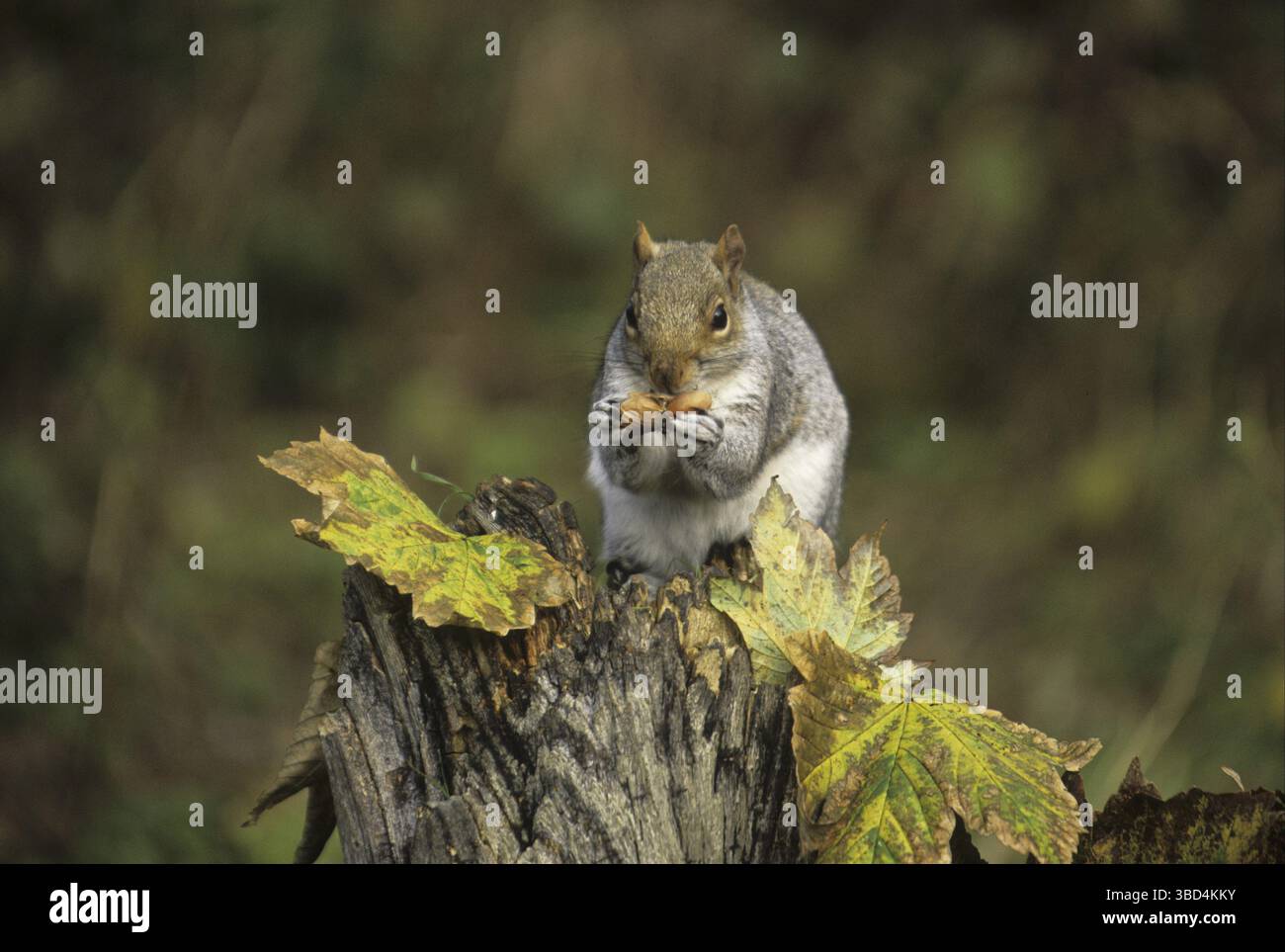 Eastern Grey Squirrel (Sciurus carolinensis), on tree stump eating ...
