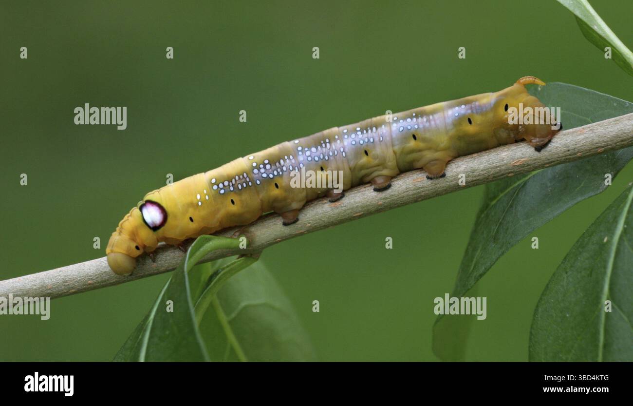 Oleander Hawkmoth (Daphnis nerii), caterpillar, feeding on Wild Privet ...