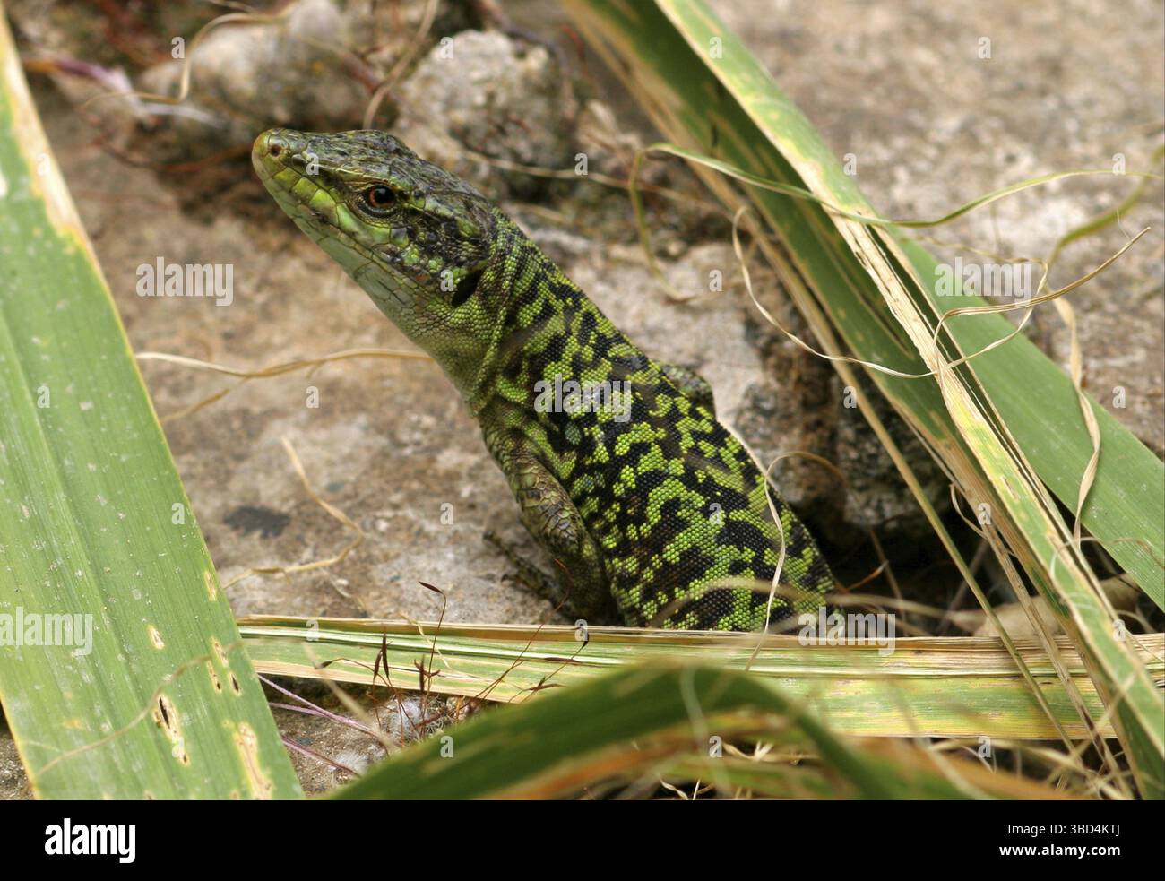 Italian Wall Lizard (Podarcis sicula), adult male, reticulated form ...