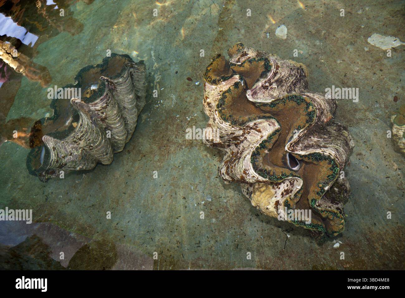 Giant clams fiji hi-res stock photography and images - Alamy