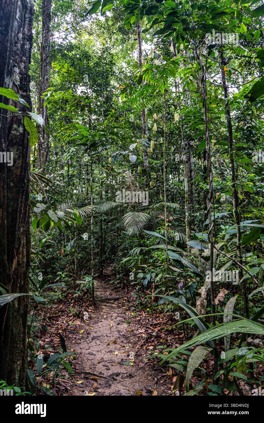 The Musa botanical garden. Manaus, Brazil. Natural beauty, Floresta ...