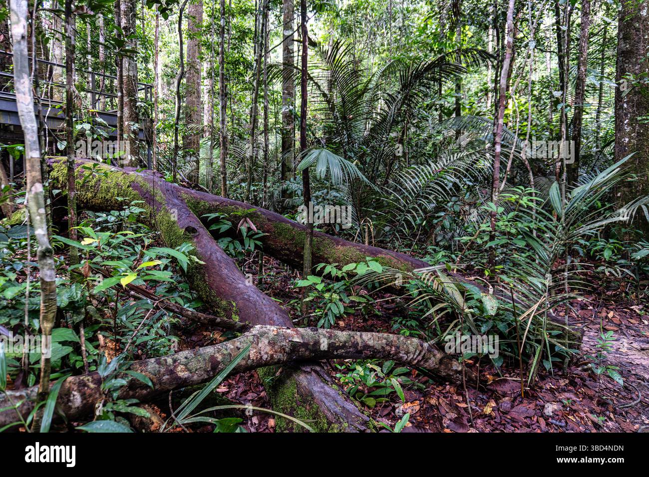 The Musa botanical garden. Manaus, Brazil. Natural beauty, Floresta ...