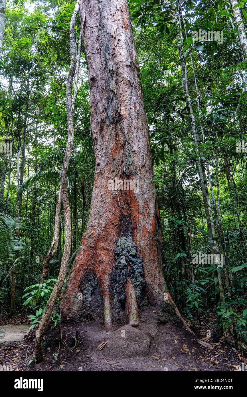 The Musa botanical garden. Manaus, Brazil. Natural beauty, Floresta ...