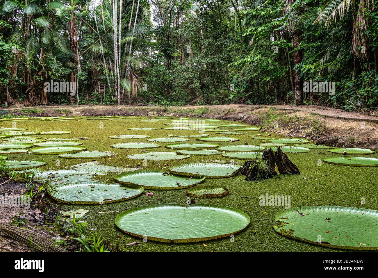 Victoria amazonica flower at Museu da Amazonia, MUSA in Manaus, Brazil ...