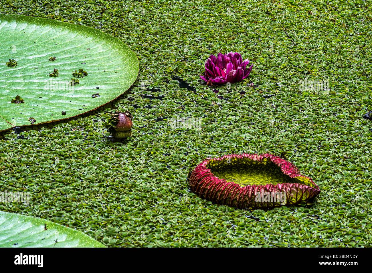 Victoria amazonica flower at Museu da Amazonia, MUSA in Manaus, Brazil ...
