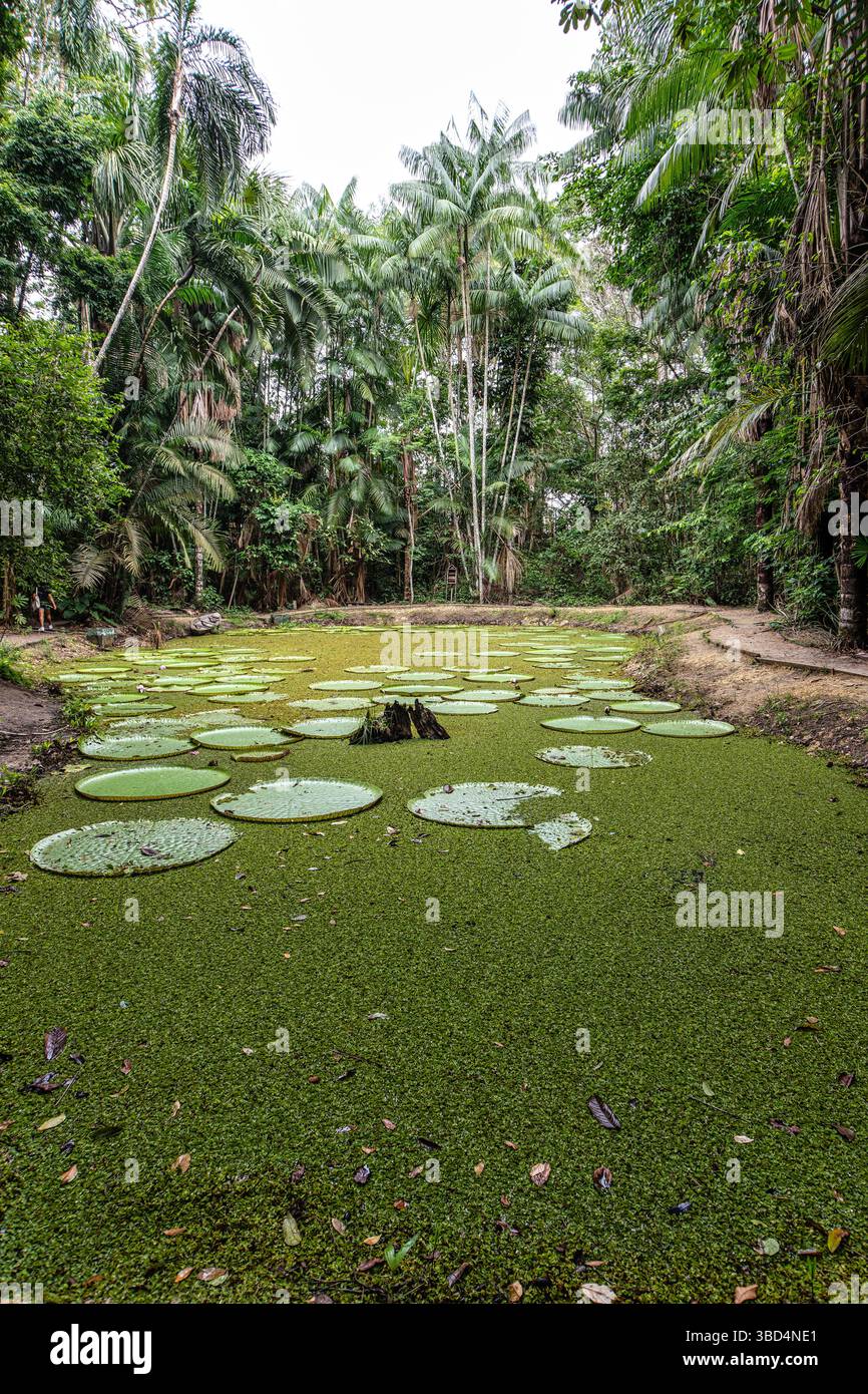 Victoria amazonica flower at Museu da Amazonia, MUSA in Manaus, Brazil ...