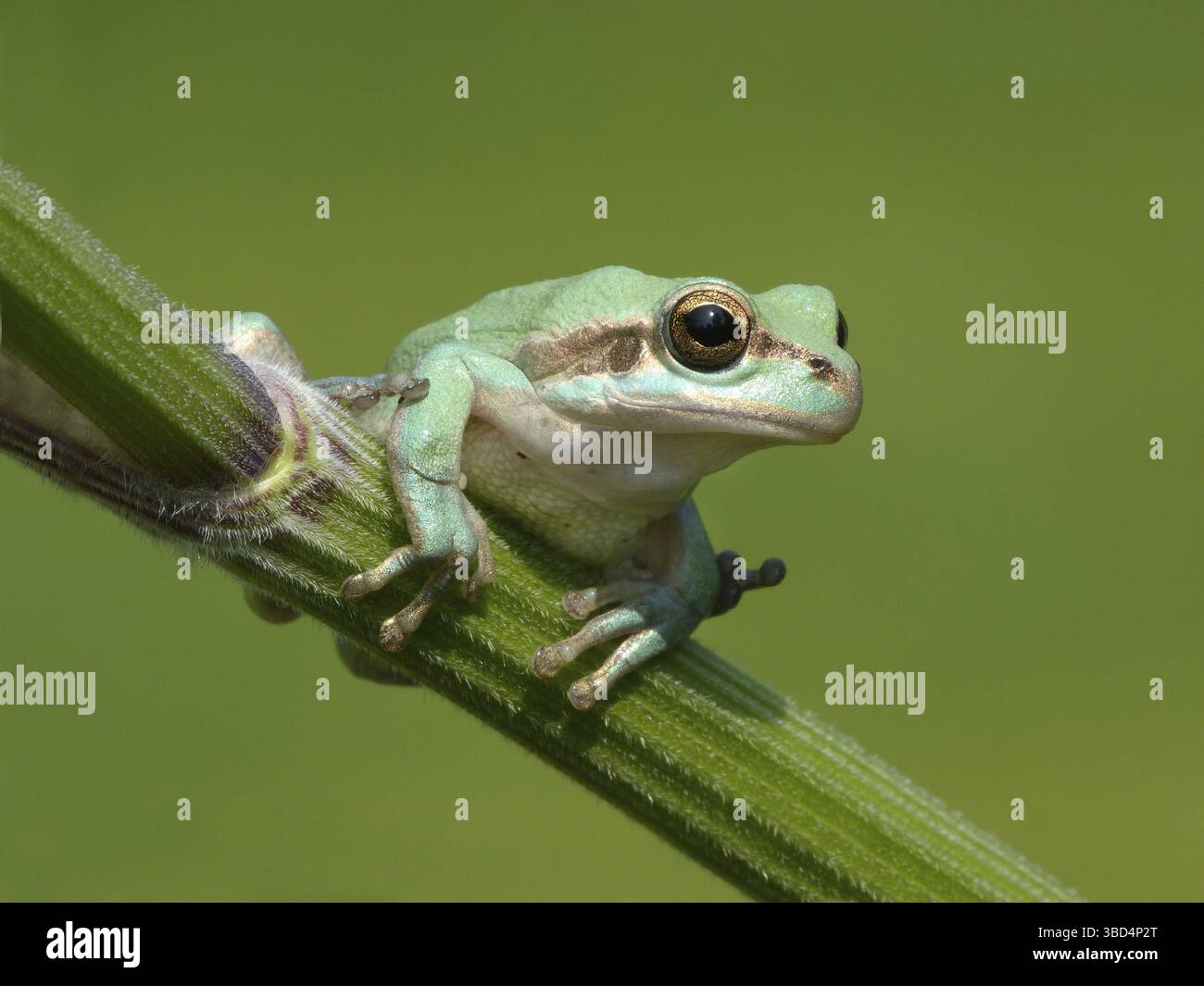Common asiatic tree frog hi-res stock photography and images - Alamy