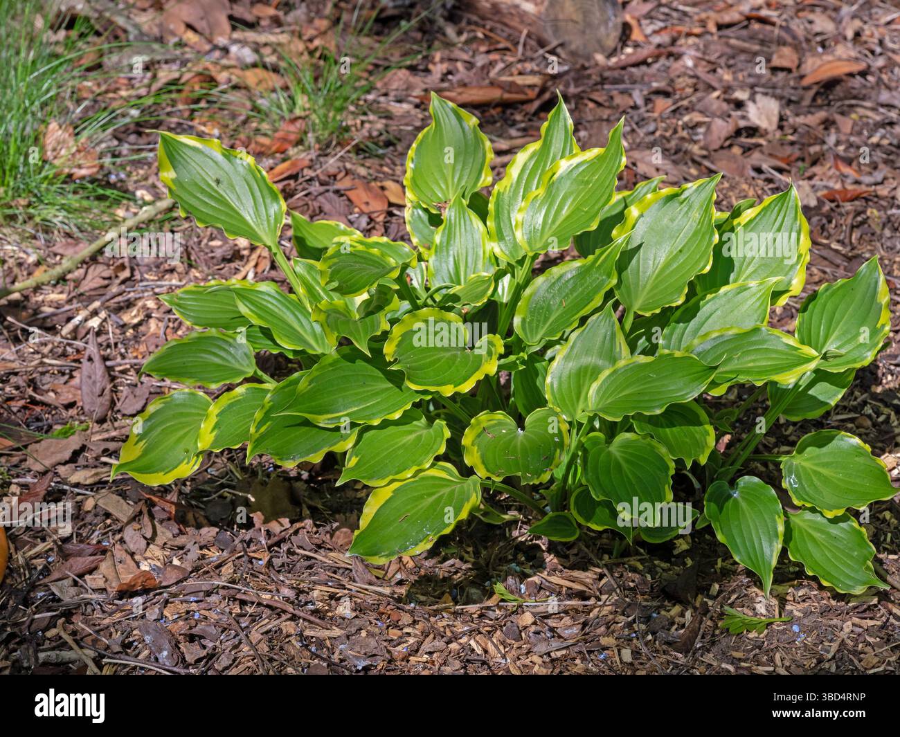 Hosta plant with green and yellow leaves in a garden Stock Photo - Alamy