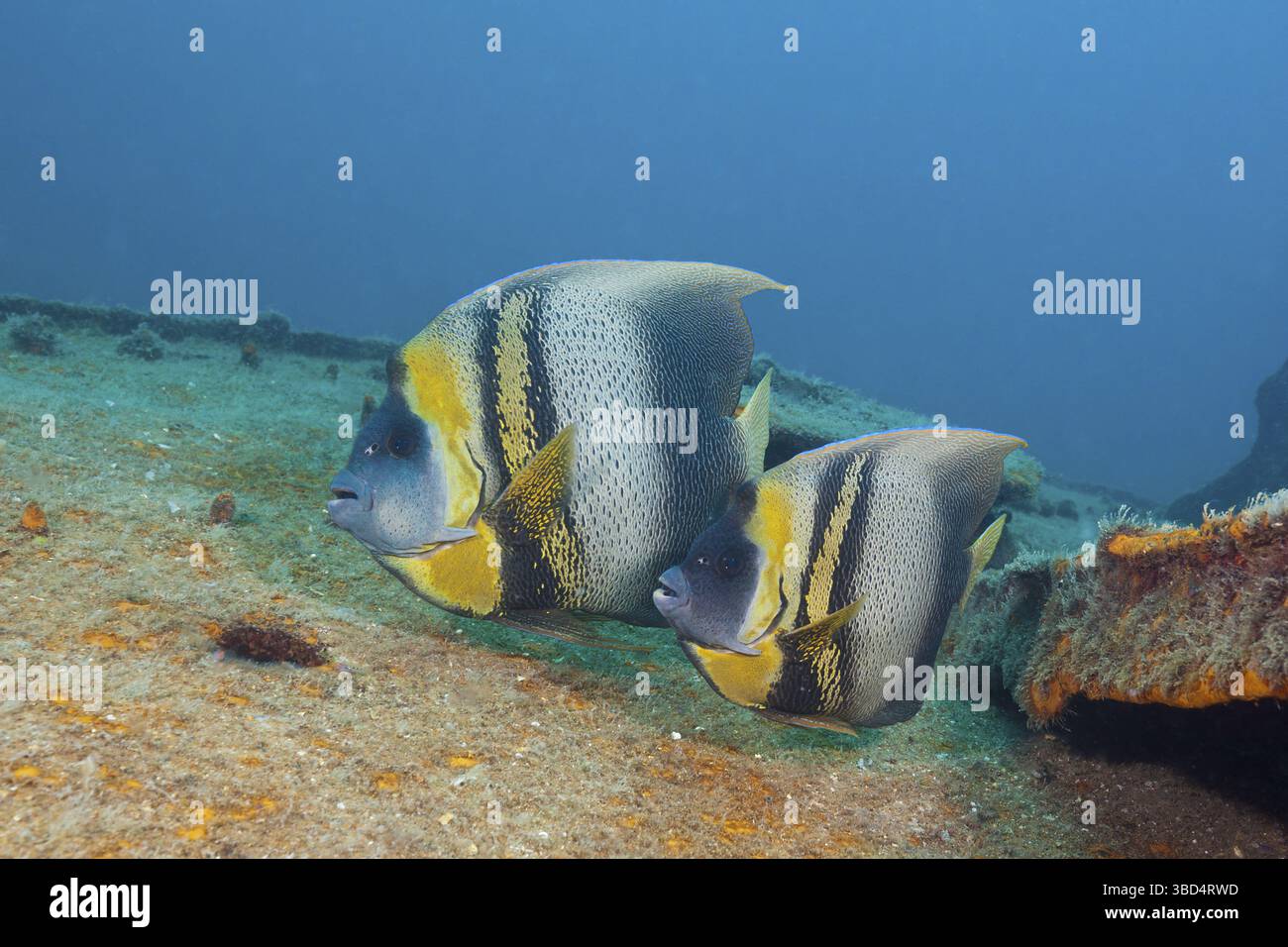 Cortez angelfish on the Fang Ming wreck, Pomacanthus zonipectus, La Paz ...
