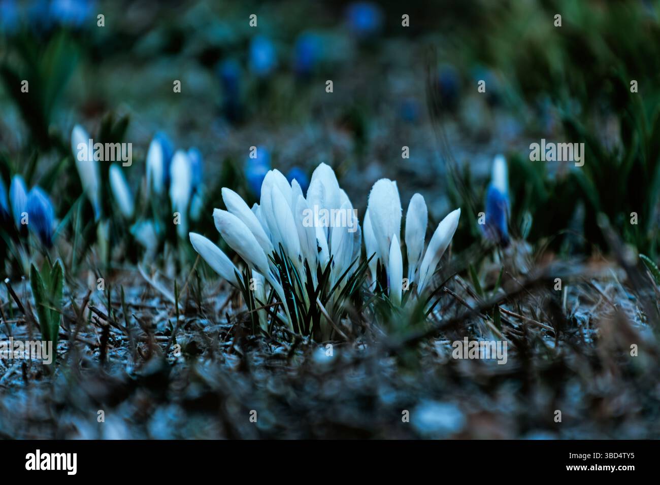 Early spring flowers Stock Photo - Alamy