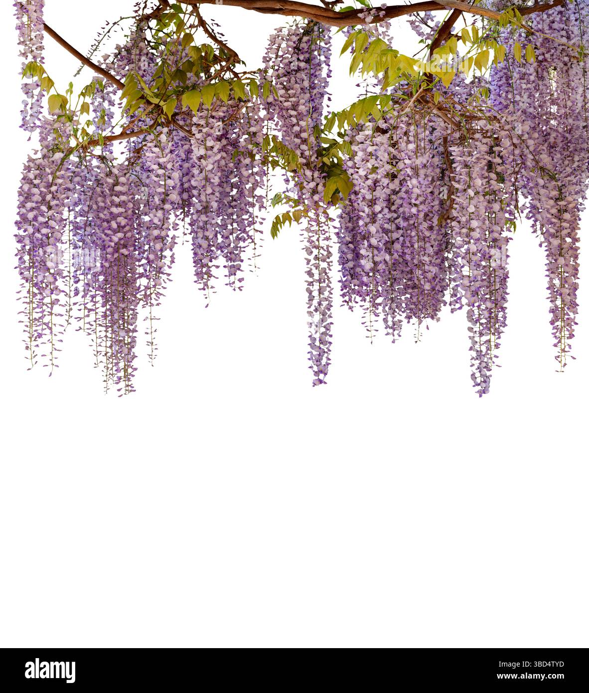 Wisteria flowering branch with hanging colorful flowers isolated on ...