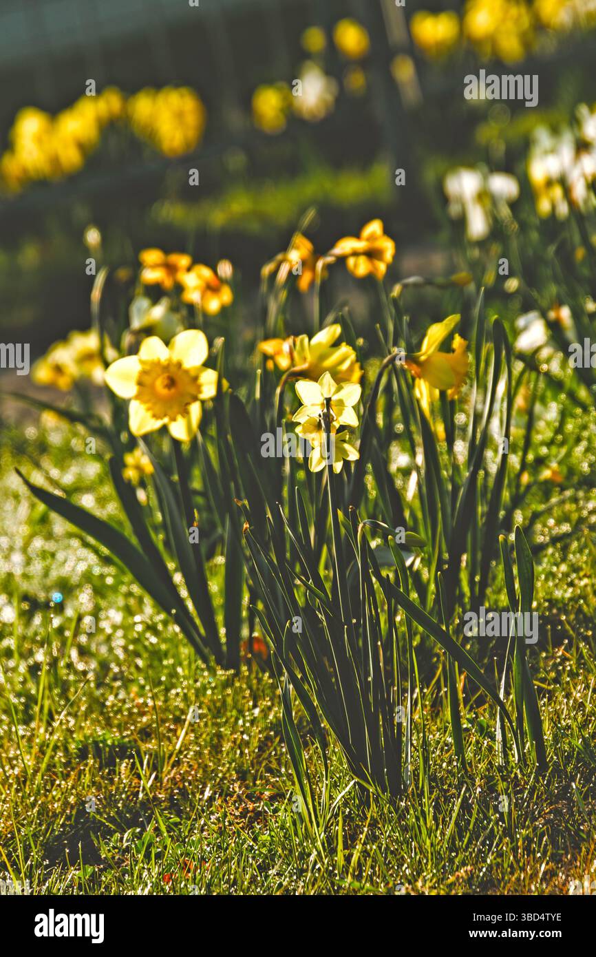 Early spring flowers Stock Photo - Alamy