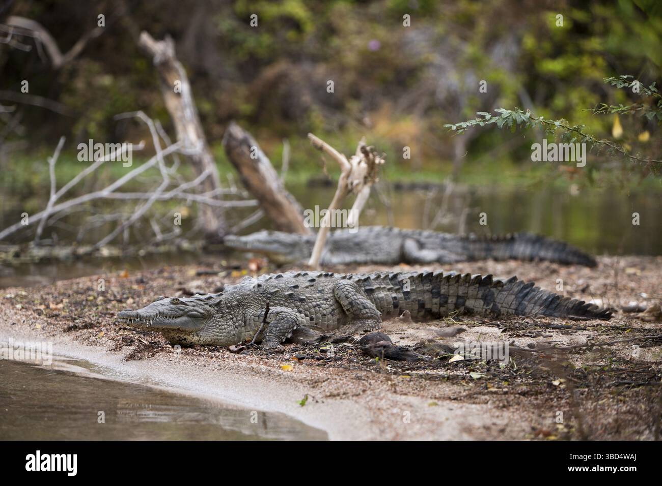 Pointed crocodile at the salt lake Lago Enriquillo, Crocodylus acutus ...