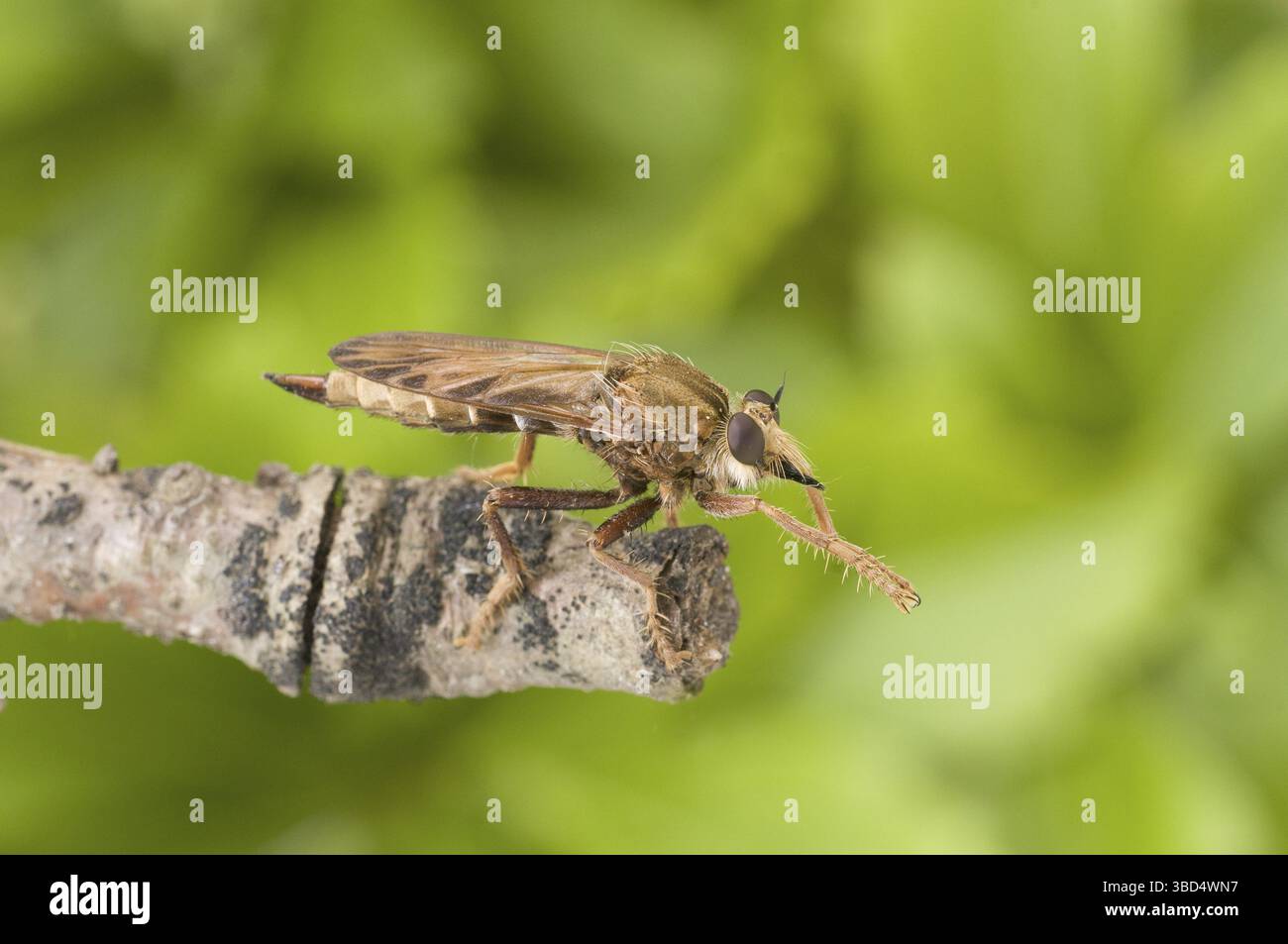 Hornet Robberfly (Asilus crabroniformis), adult, cleaning forelegs ...