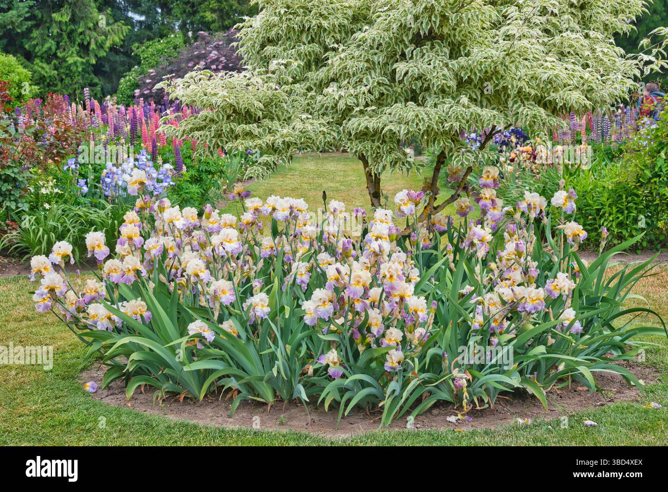 Schreiner's Iris Farm and Gardens has been family owned for over 100 ...