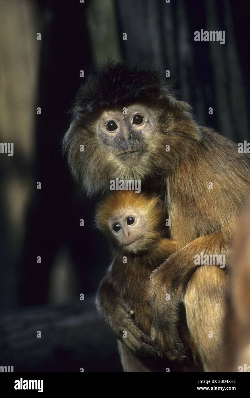 Javan Leaf Monkey (Trachypithecus auratus), female with baby Stock ...