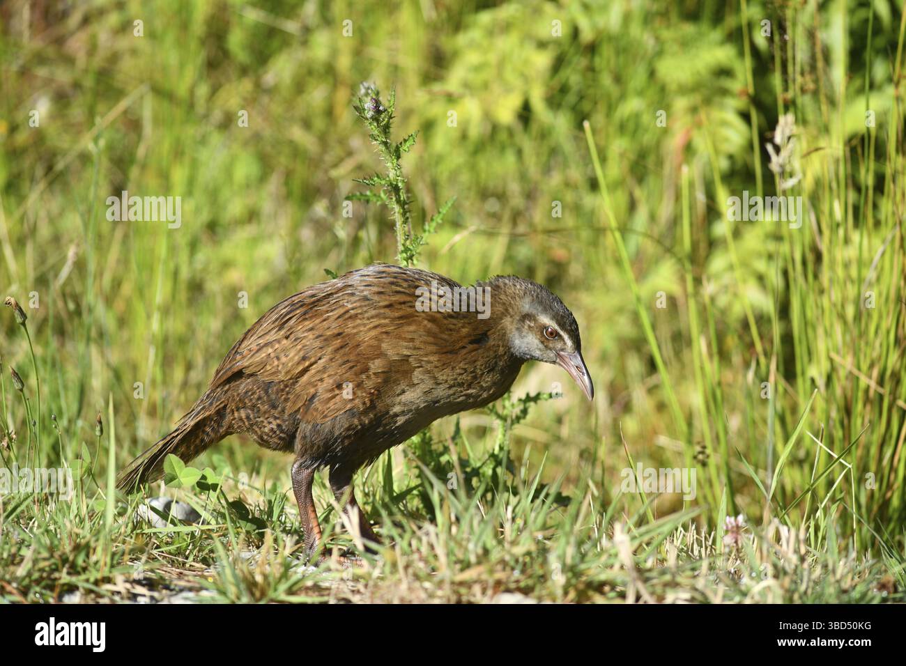 New Zealand weka (Gallirallus australis) one of New Zealand's iconic ...