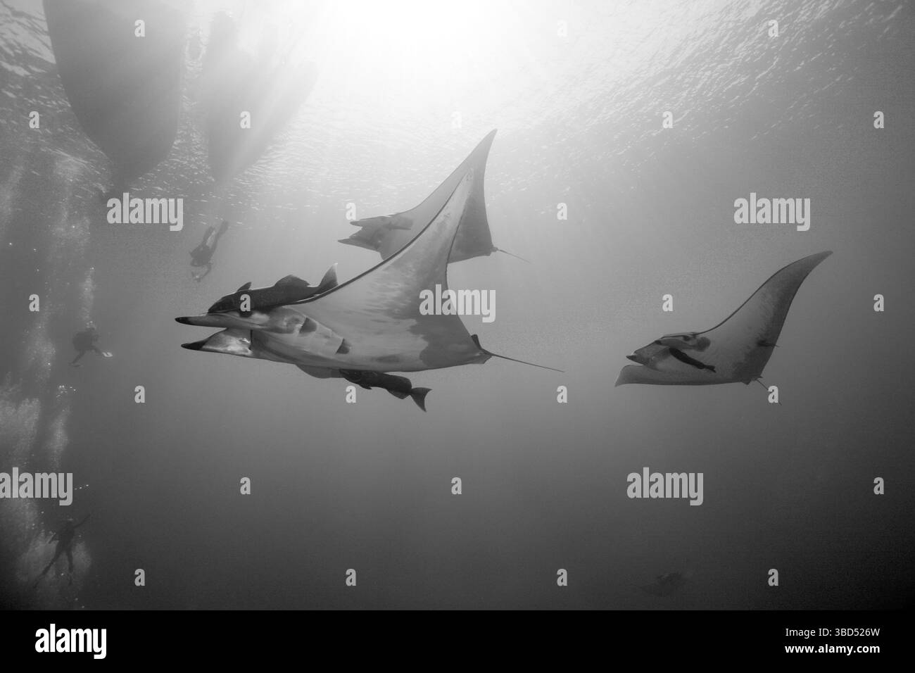 Sickle-fin mobulas, Mobula tarapacana, Azores, Princess Alice Bank ...