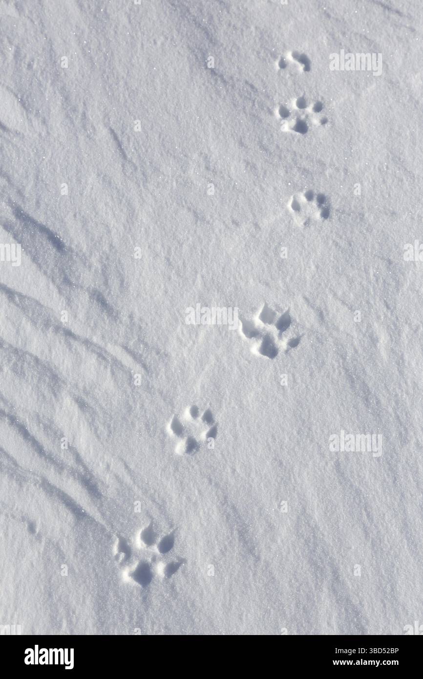 Red fox (Vulpes vulpes) close up of footprints of forelegs, front paws ...