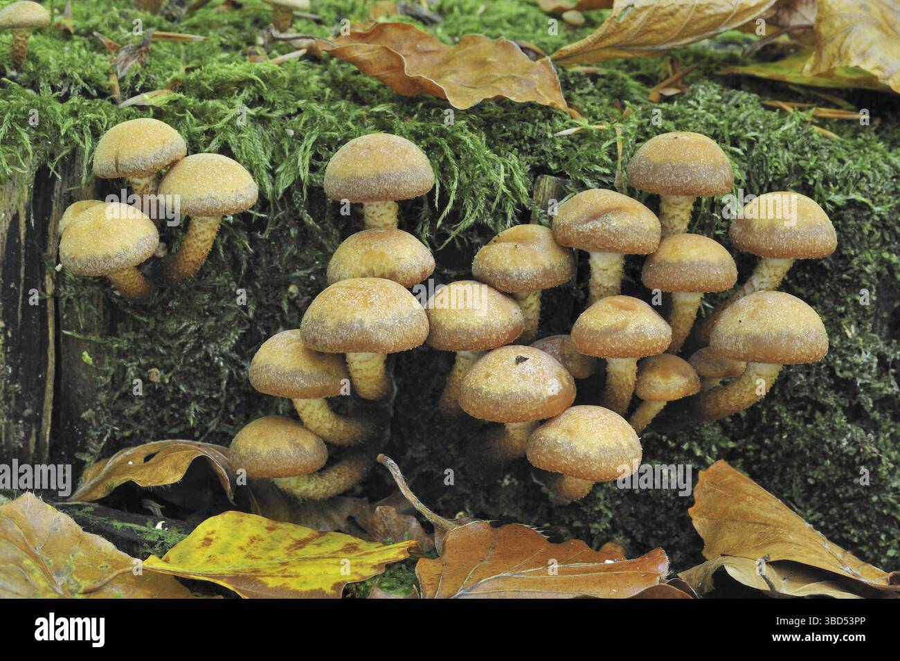 Brick cap (Hypholoma lateritium) Brick Top, Brick Tuft mushrooms Stock ...