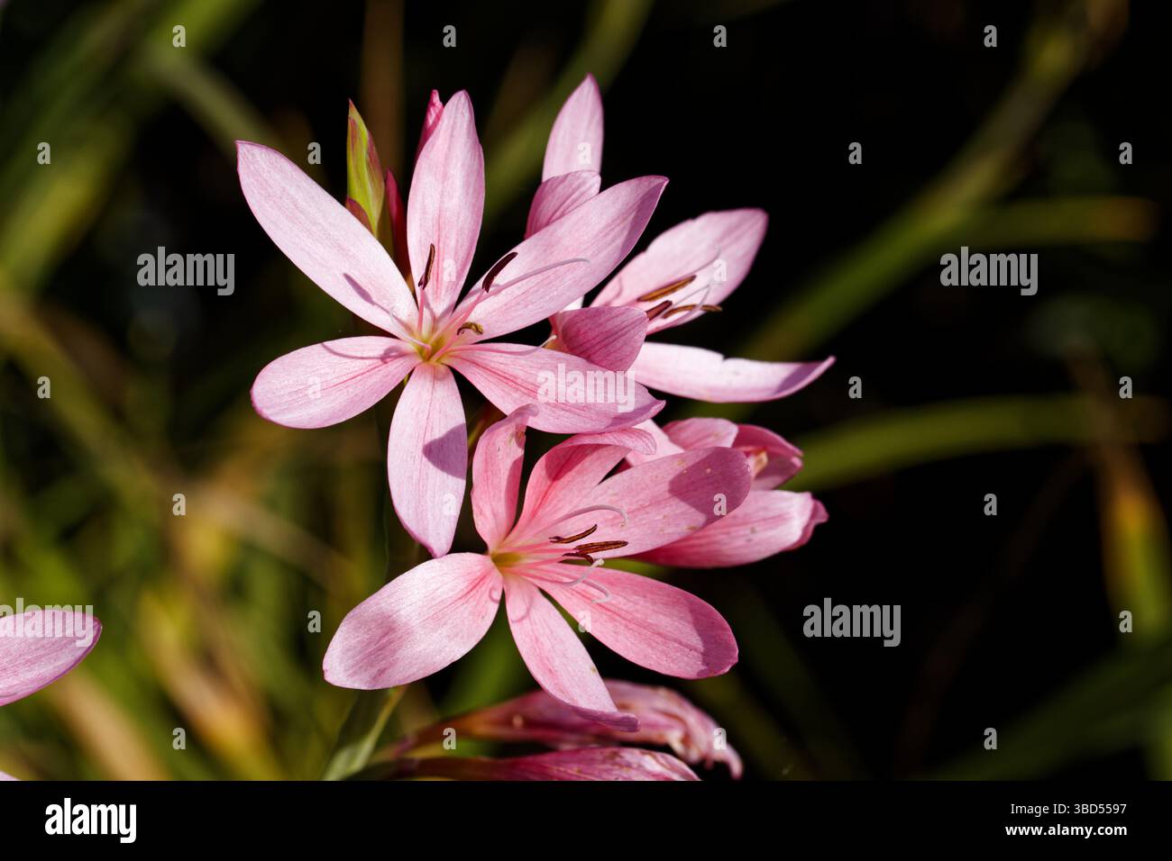 Hesperantha coccinea vicountess byng hi-res stock photography and ...