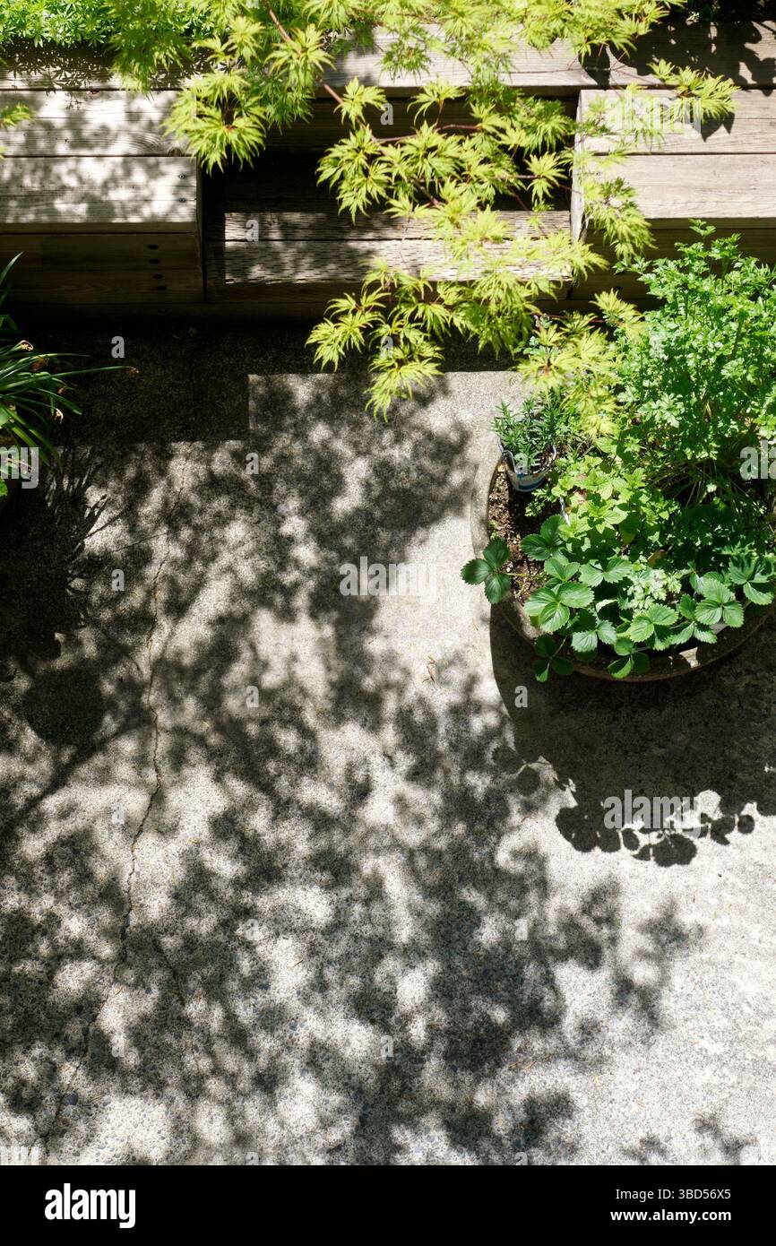 Japanese maple tree leaves shadows on a concrete outdoor patio, from ...