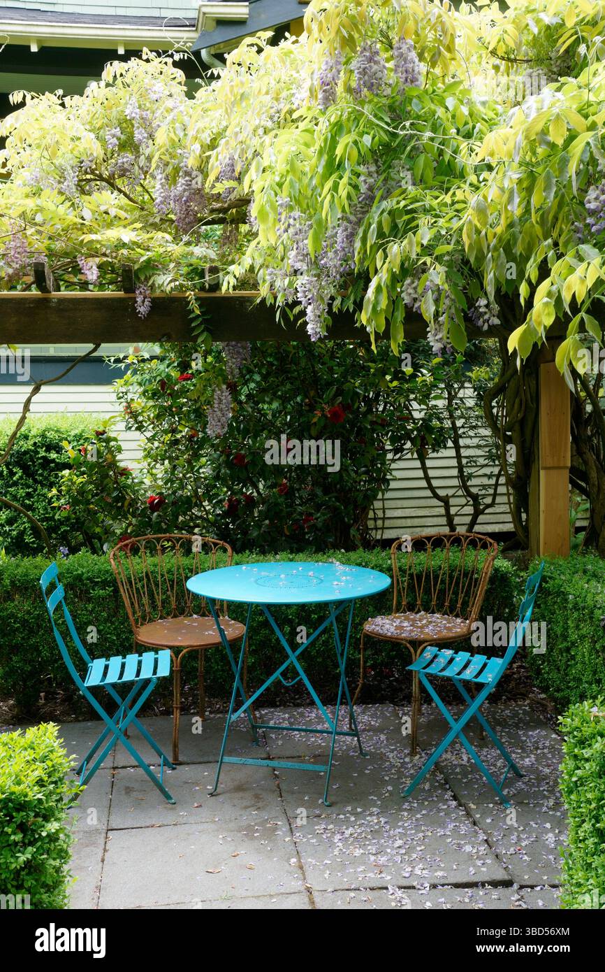 Metal outdoor garden furniture, table and chairs with blooming Wisteria ...