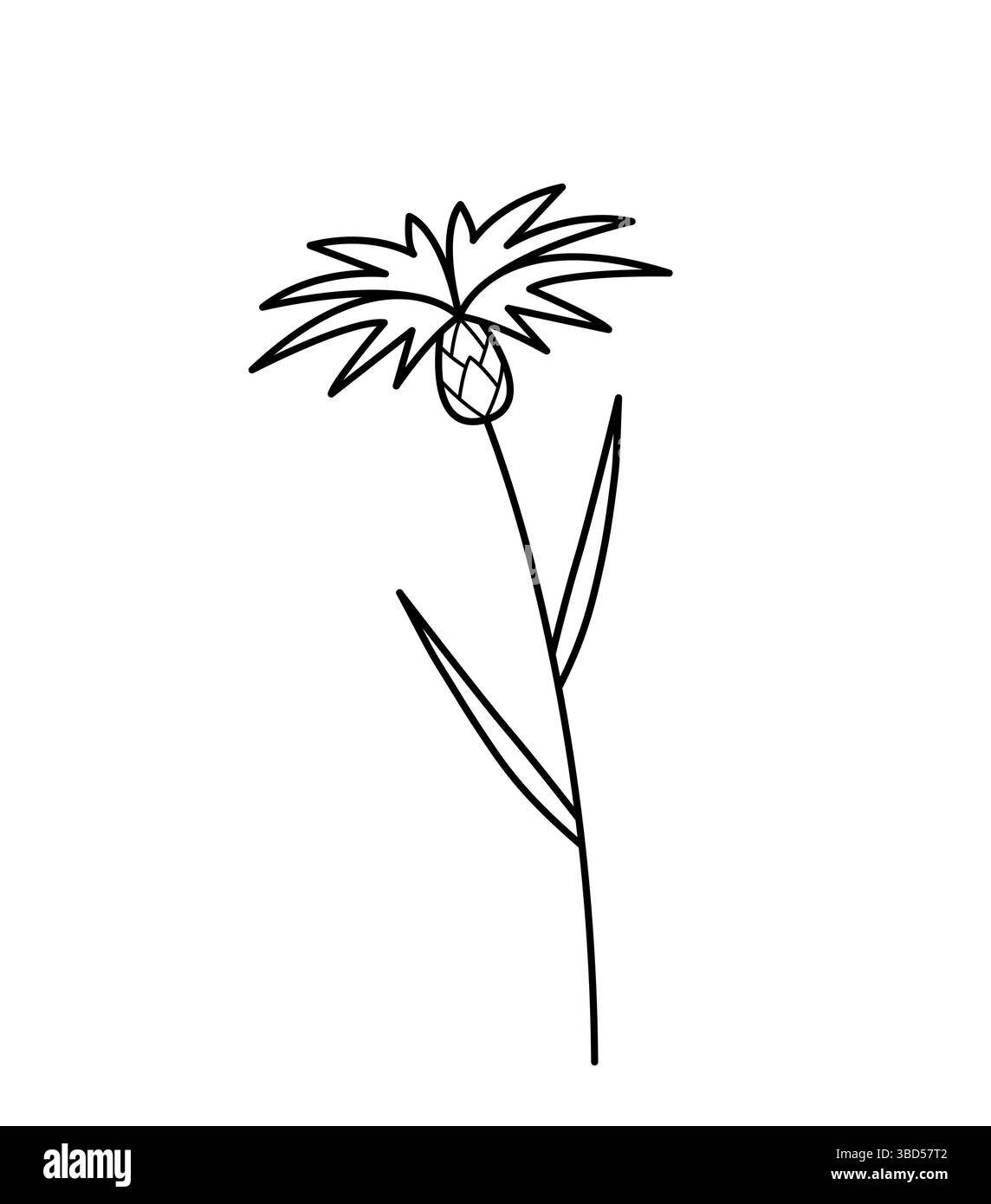 Cornflower. Blooming meadow plant. Centaurea. Hand drawn sketch icon of ...