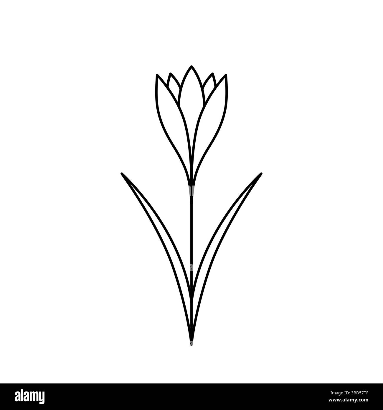 Crocus. Saffron with leaves. Hand drawn sketch icon of spring flower ...