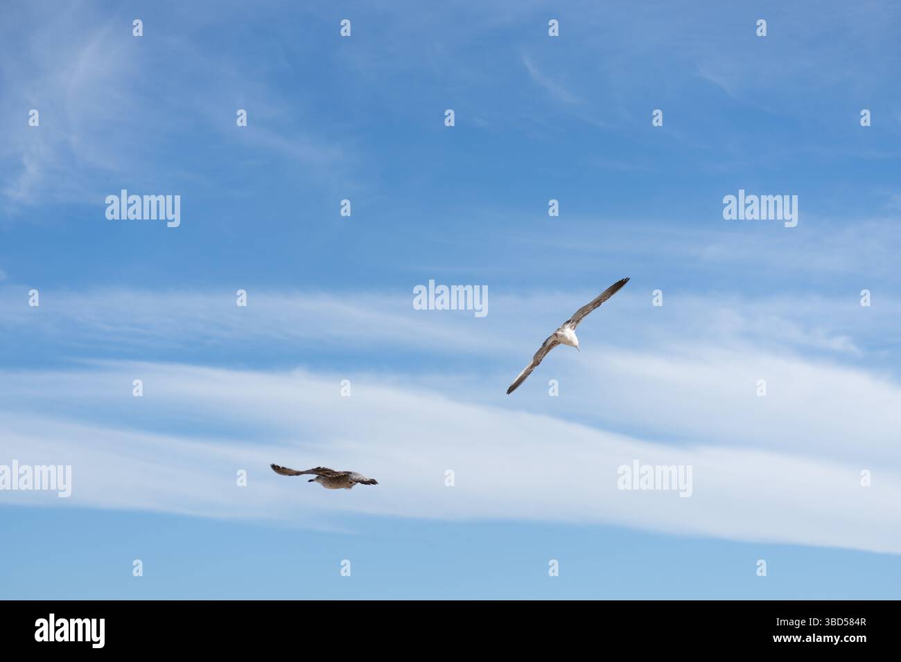 Birds flying in clear blue sky with wispy white clouds. Natural scene ...