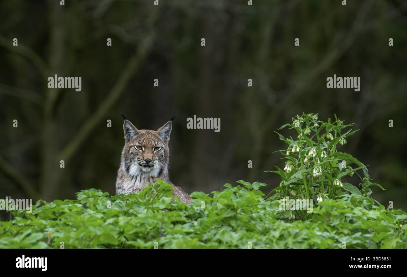 Eurasian lynx (Lynx lynx) at forest edge, fringe of wood Stock Photo ...