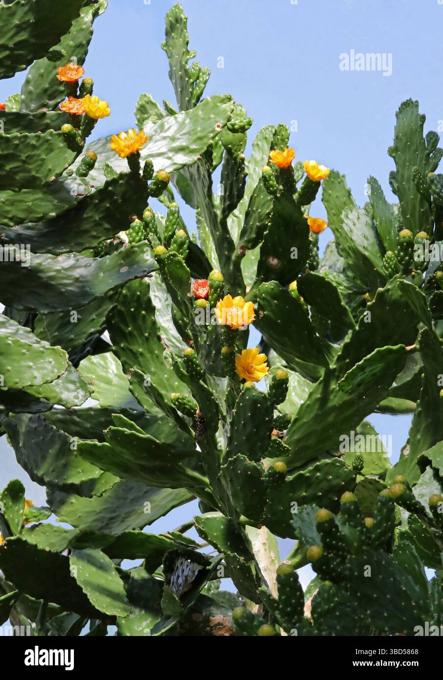 Cactus, Consolea macracantha, Cactaceae. Syn. Opuntia macracantha ...