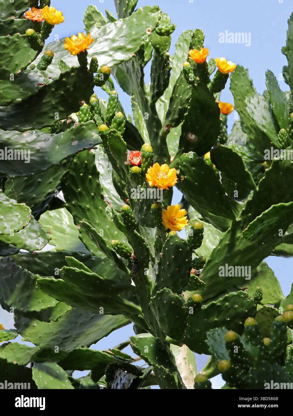 Cactus, Consolea macracantha, Cactaceae. Syn. Opuntia macracantha ...