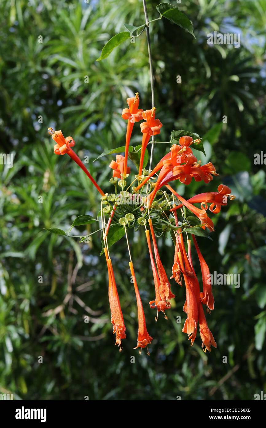 Flame Vine or Orange Trumpet Vine, Pyrostegia venusta, Pyrostegia ignea ...