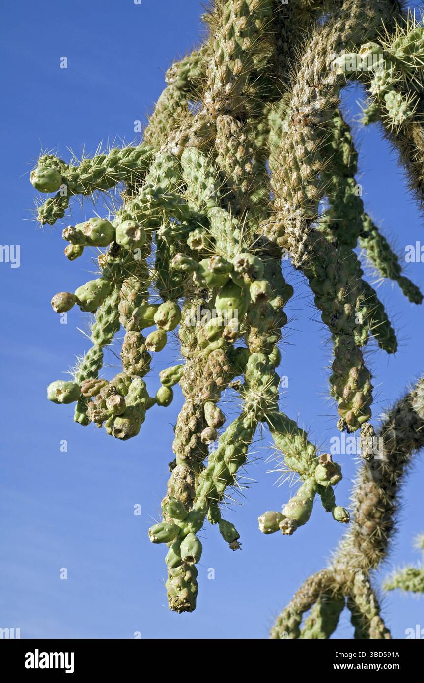 Close-up of the fleshy, and Sonora native, green fruits of the hanging ...