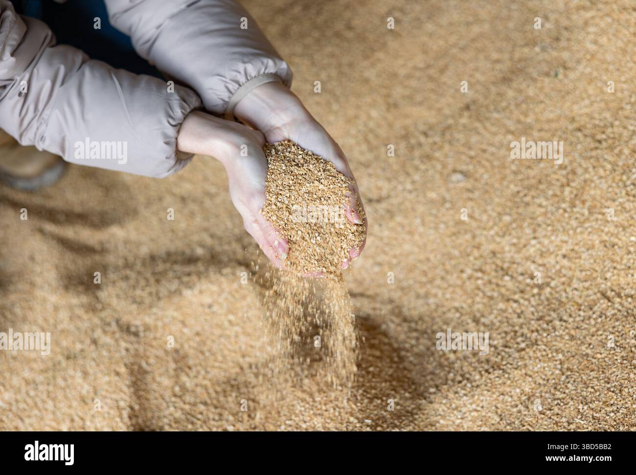 Soybean husk animal feed in farmers hands Stock Photo - Alamy