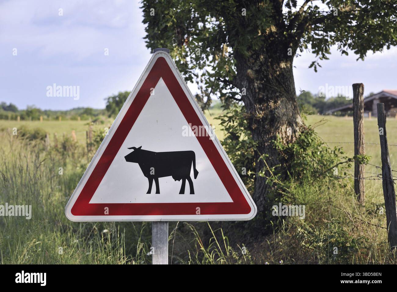 Warning sign, danger traffic sign for cows, cattle crossing the road ...