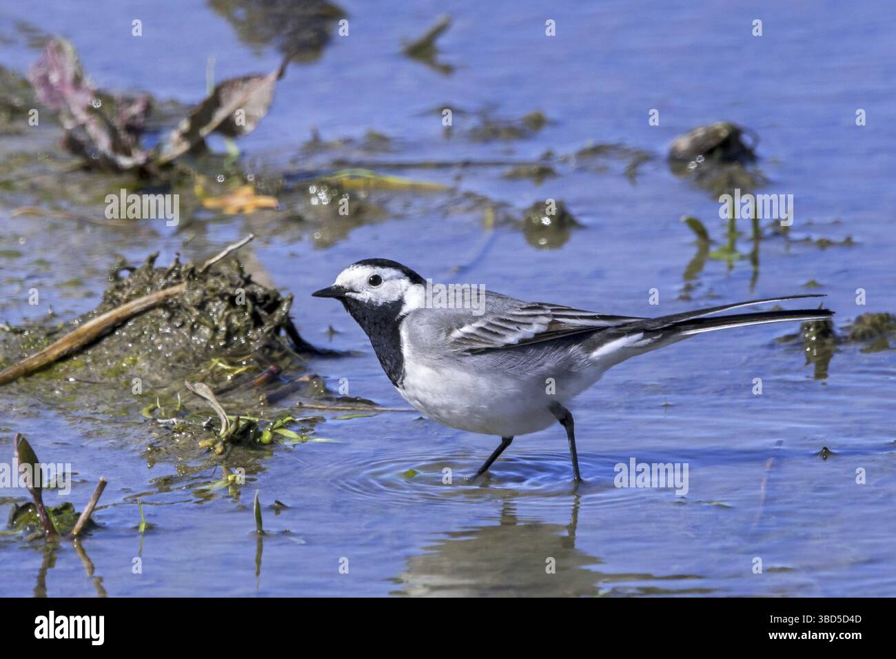 White wagtail (Motacilla alba alba) foraging for aquatic insects in the ...