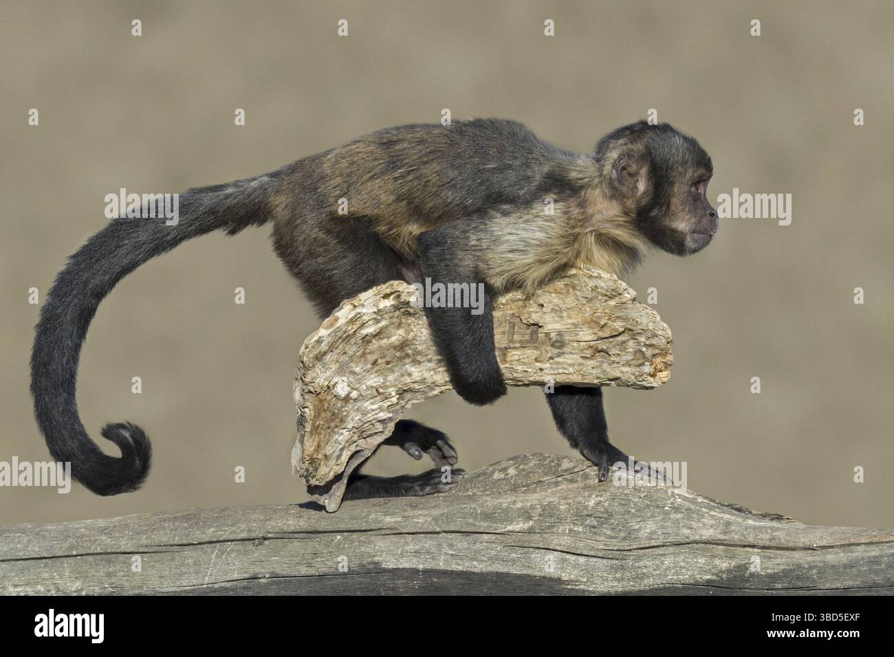 Golden-bellied capuchin, yellow-breasted capuchin (Sapajus ...