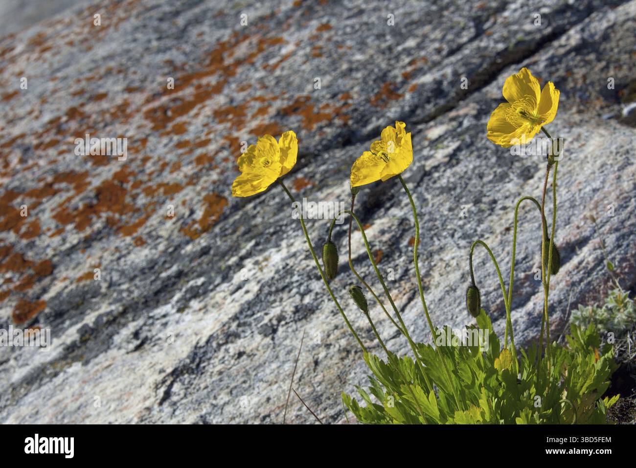 Arctic poppy (Papaver radicatum) flowering on rock, Disko-Bay, West ...