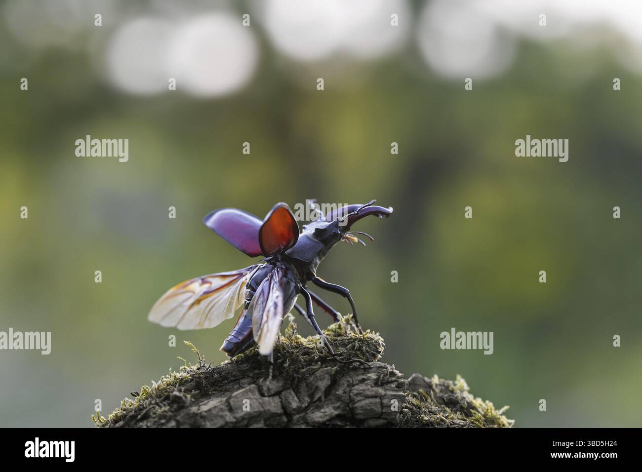 European stag beetle (Lucanus cervus) male with large mandibles, jaws ...