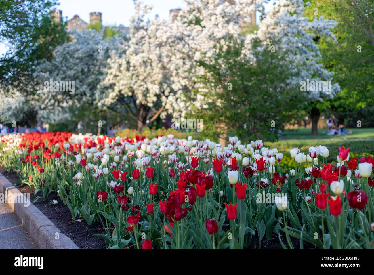 Spring in the park full of blooming trees and tulips. Tulip festival in ...