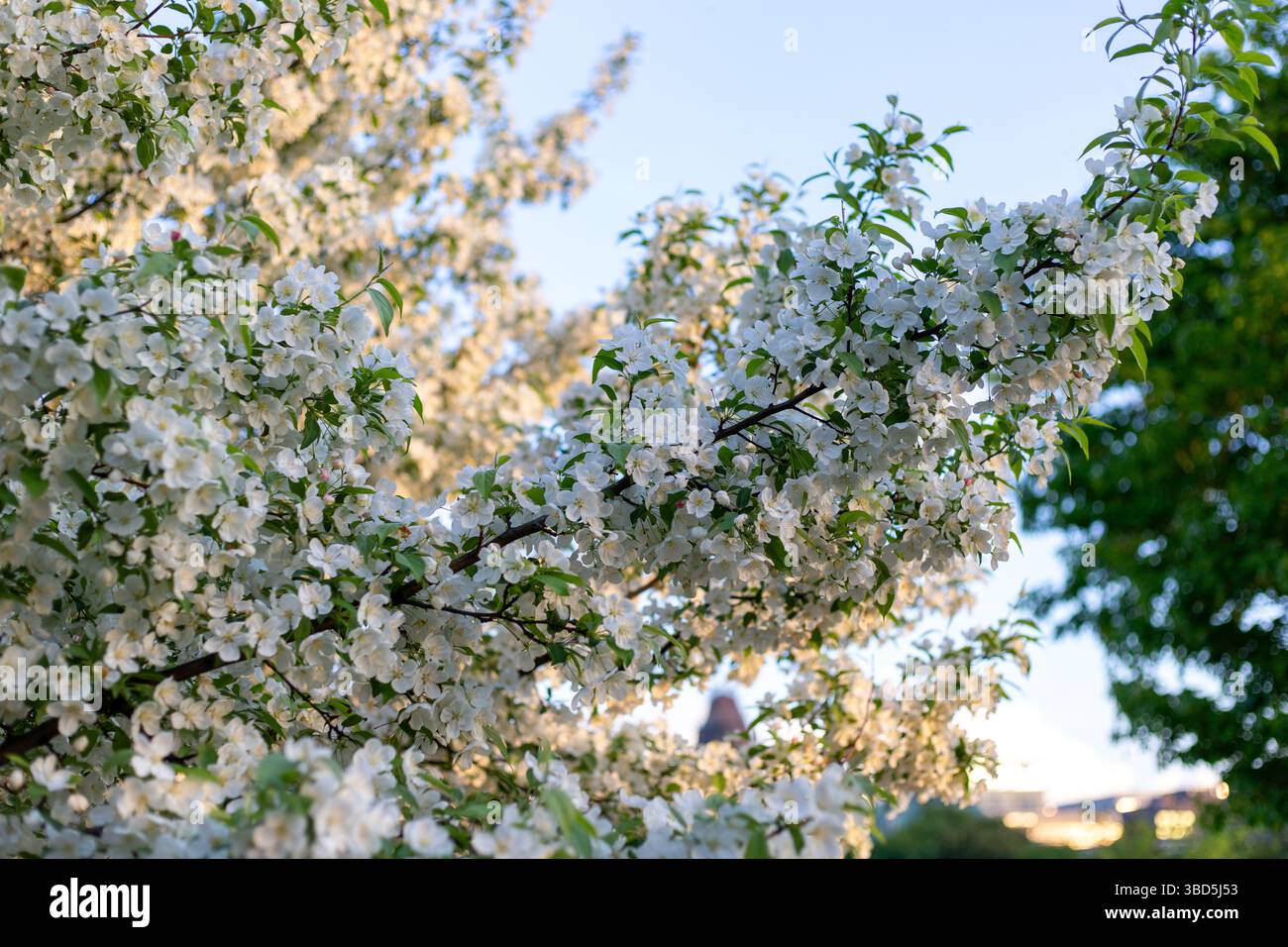 Branches of white blooming apple tree in the park in spring Stock Photo ...