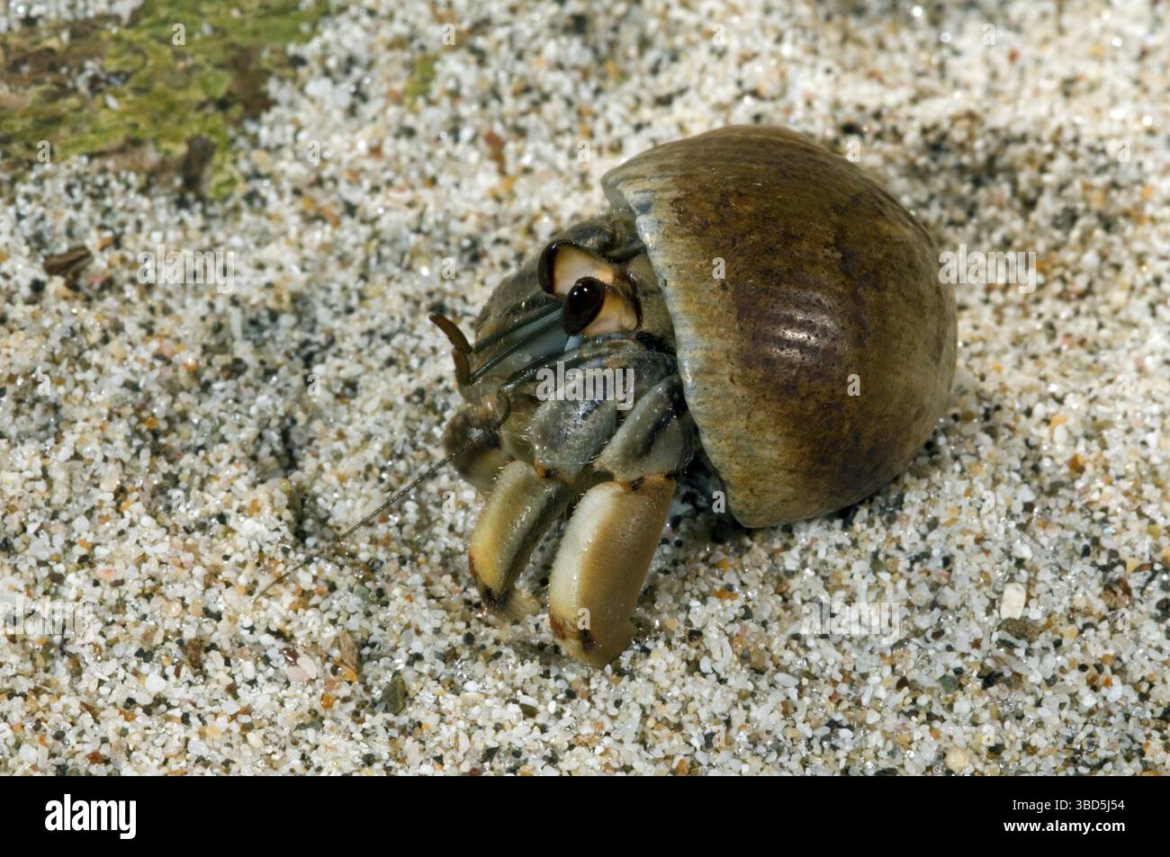 Land hermit crab, Land hermit crab, Other animals, Crustaceans, Animals ...