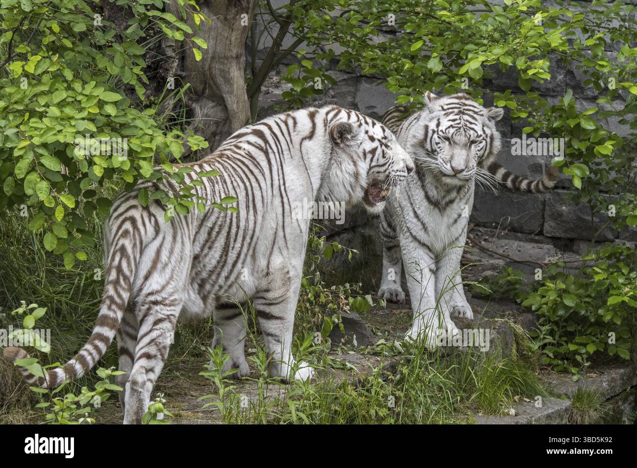 Different color tigers hi-res stock photography and images - Alamy