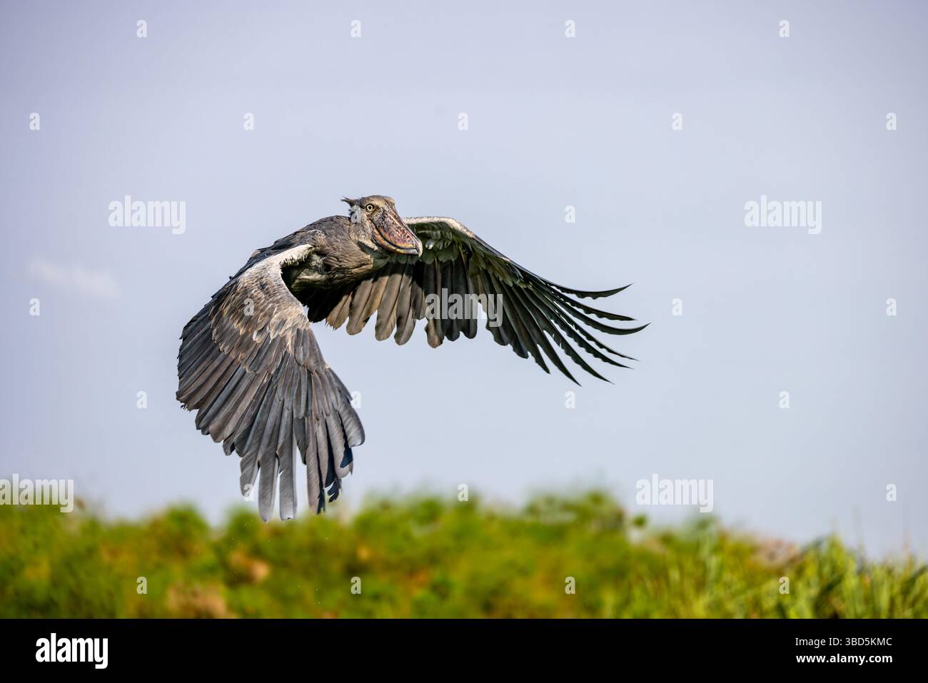 Shoebill in flight, Mabamba swamp, Uganda Stock Photo - Alamy